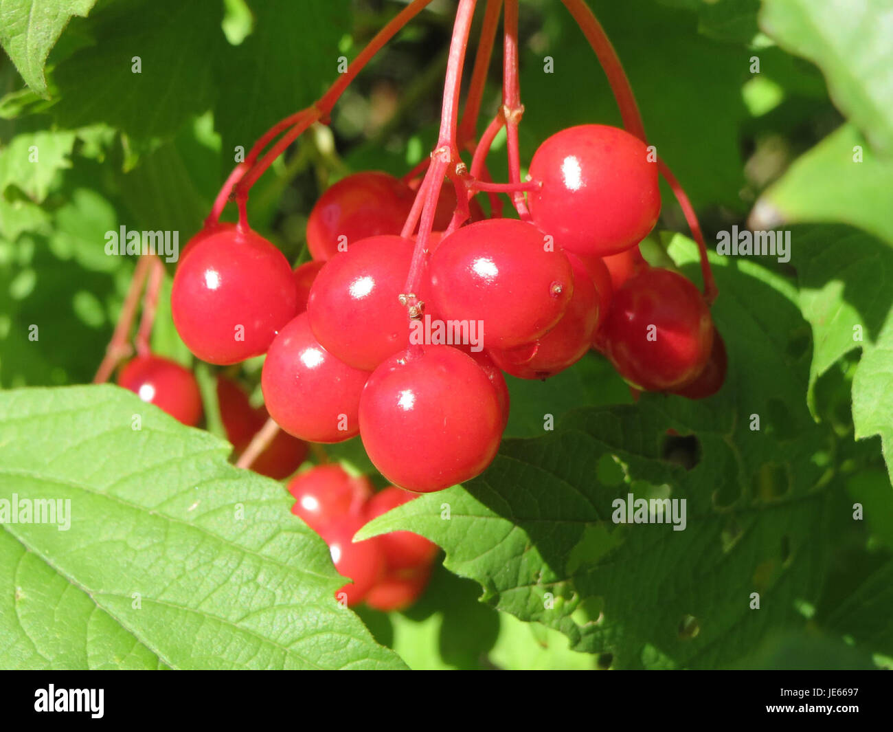 Viburnum opulus known european hi-res stock photography and images - Alamy