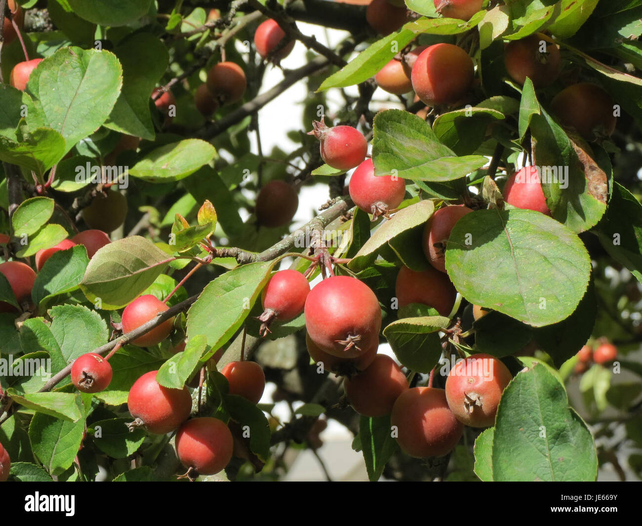 Zierapfel, or ornamental apple, is a variety of apple tree primarily ...
