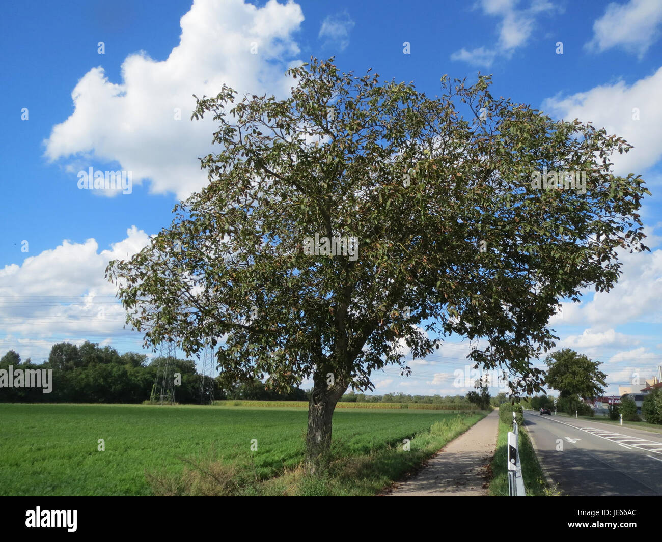This photograph shows Juglans regia, commonly known as the English ...