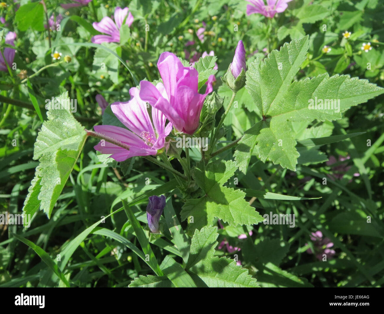 Malva sylvestris, commonly known as common mallow, is a flowering plant ...