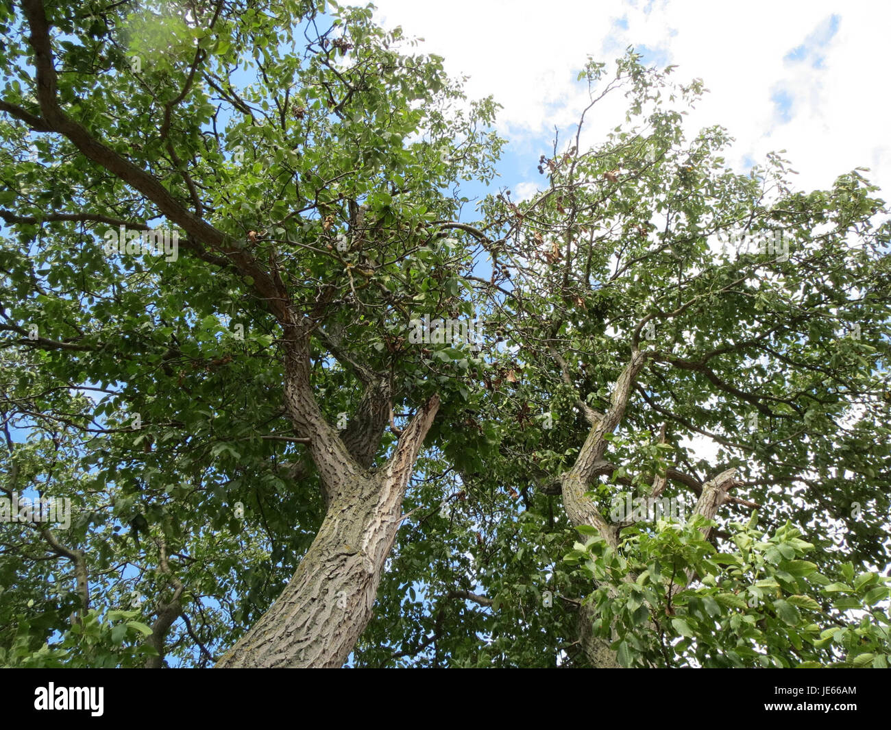 Juglans regia, commonly known as the English walnut, is a deciduous ...