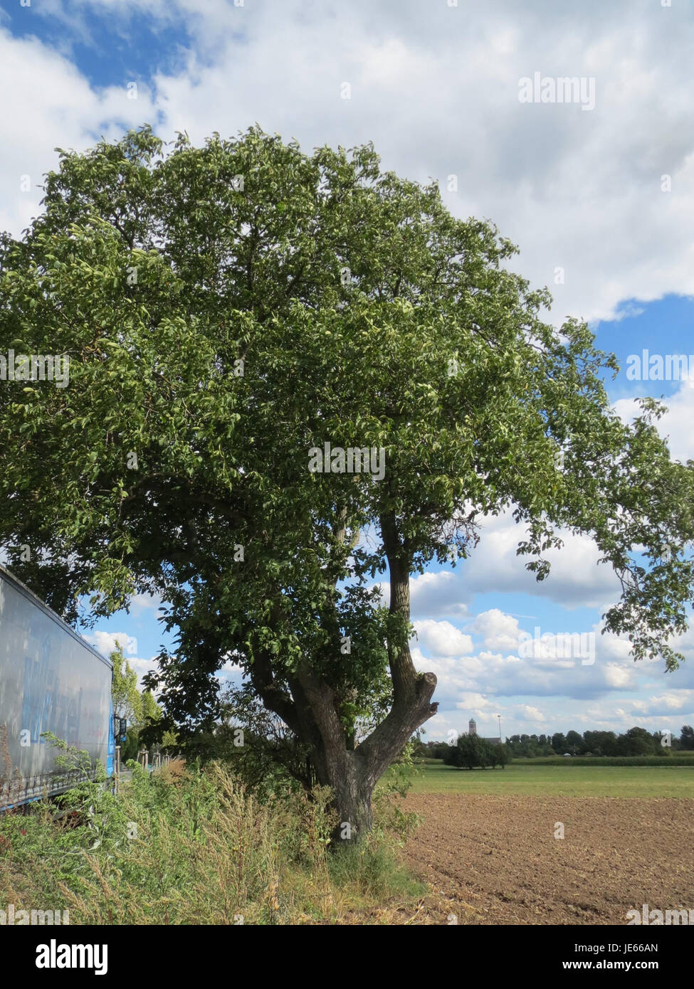 This botanical image highlights Juglans regia, the common walnut tree ...