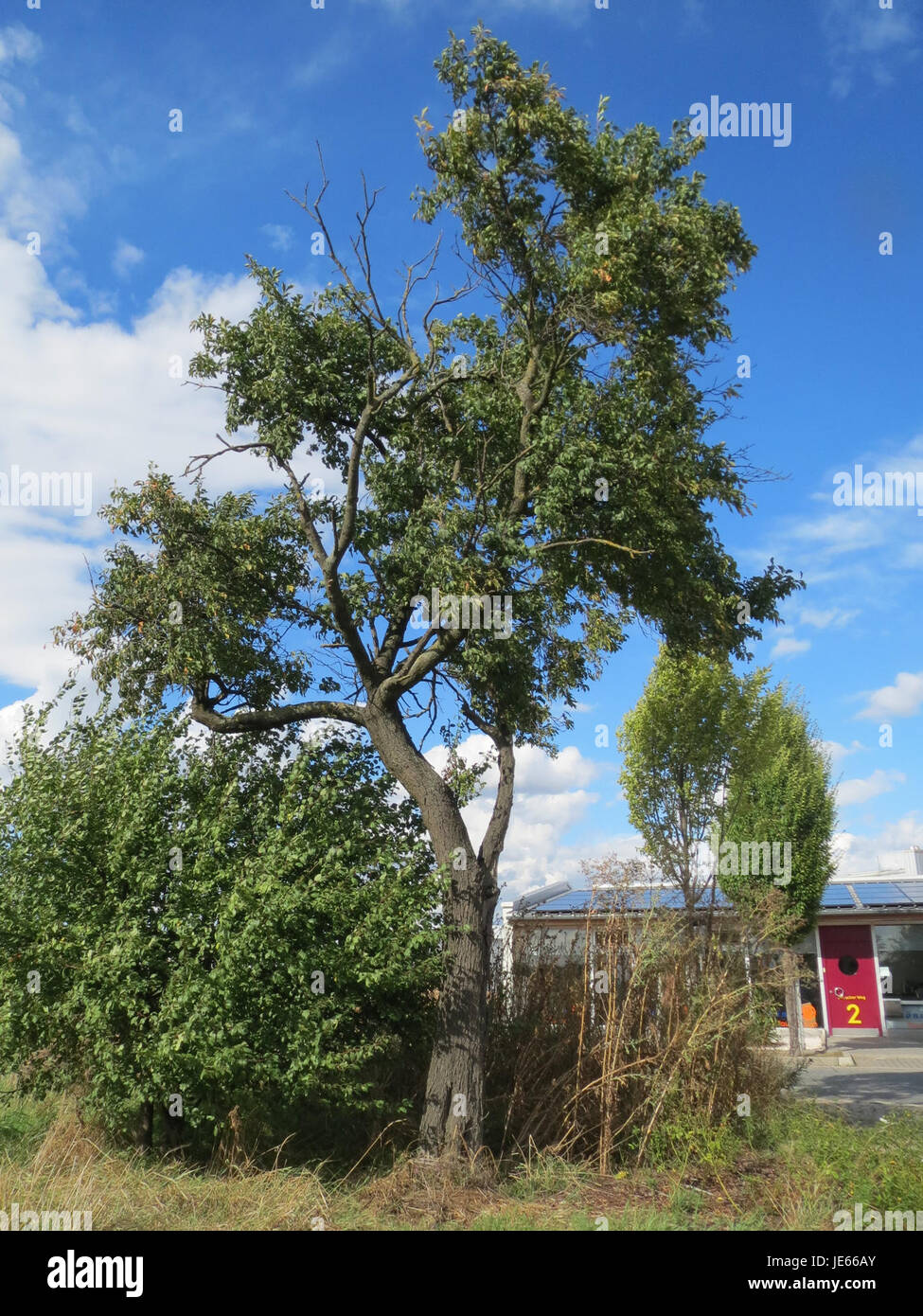 Juglans regia, also known as the English walnut, is a species of walnut ...