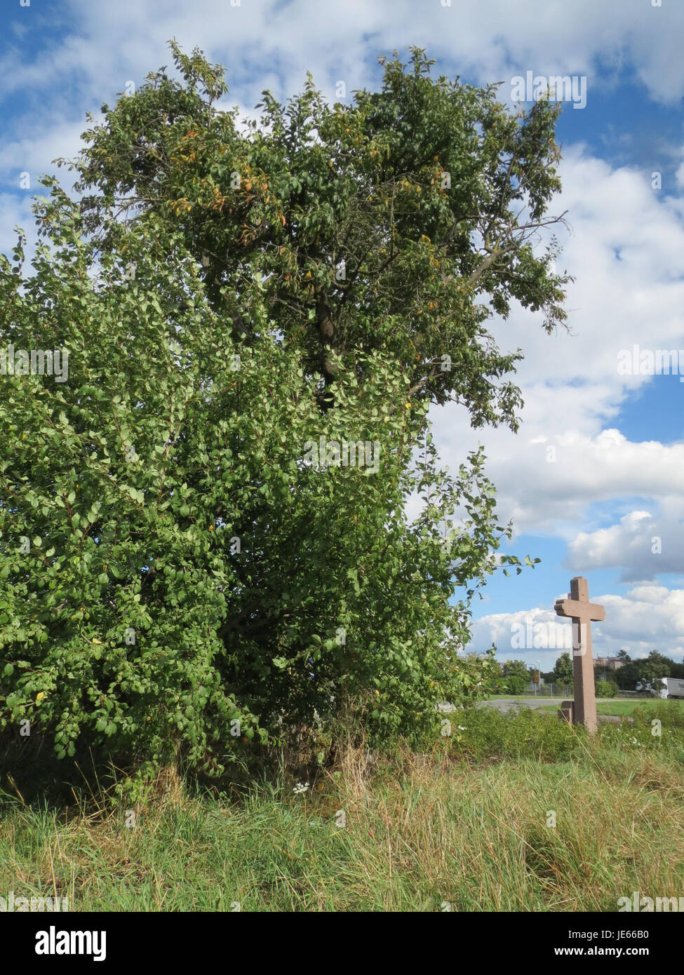 A photograph of Juglans regia, commonly known as the English walnut ...