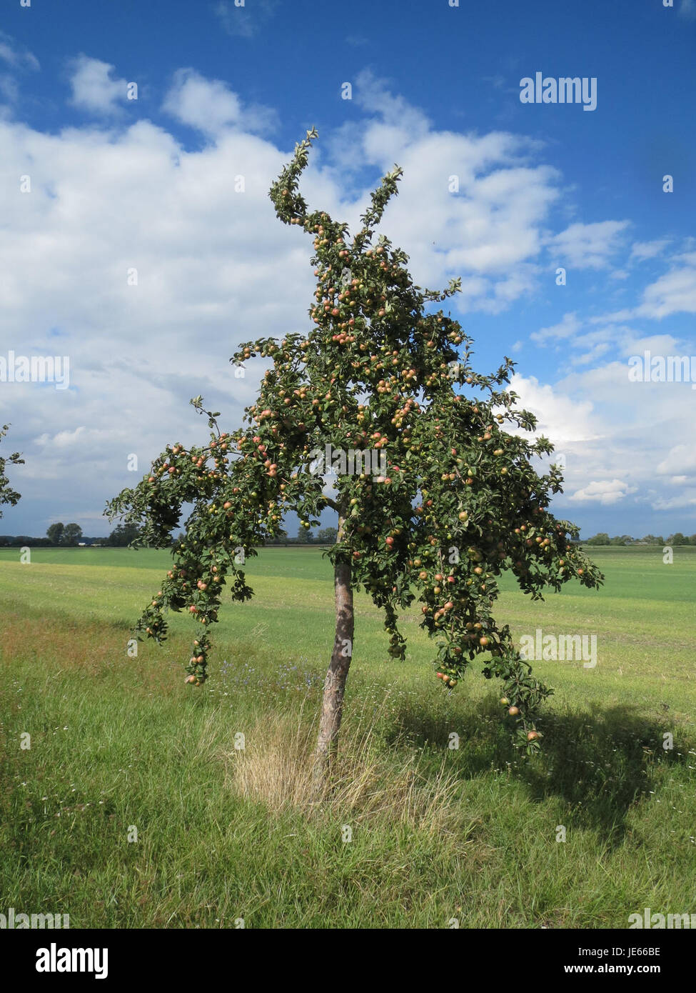 Apple fruit identification hi-res stock photography and images - Alamy