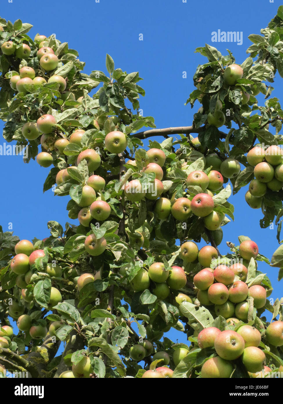 Malus domestica, commonly known as the apple tree, is a deciduous tree ...