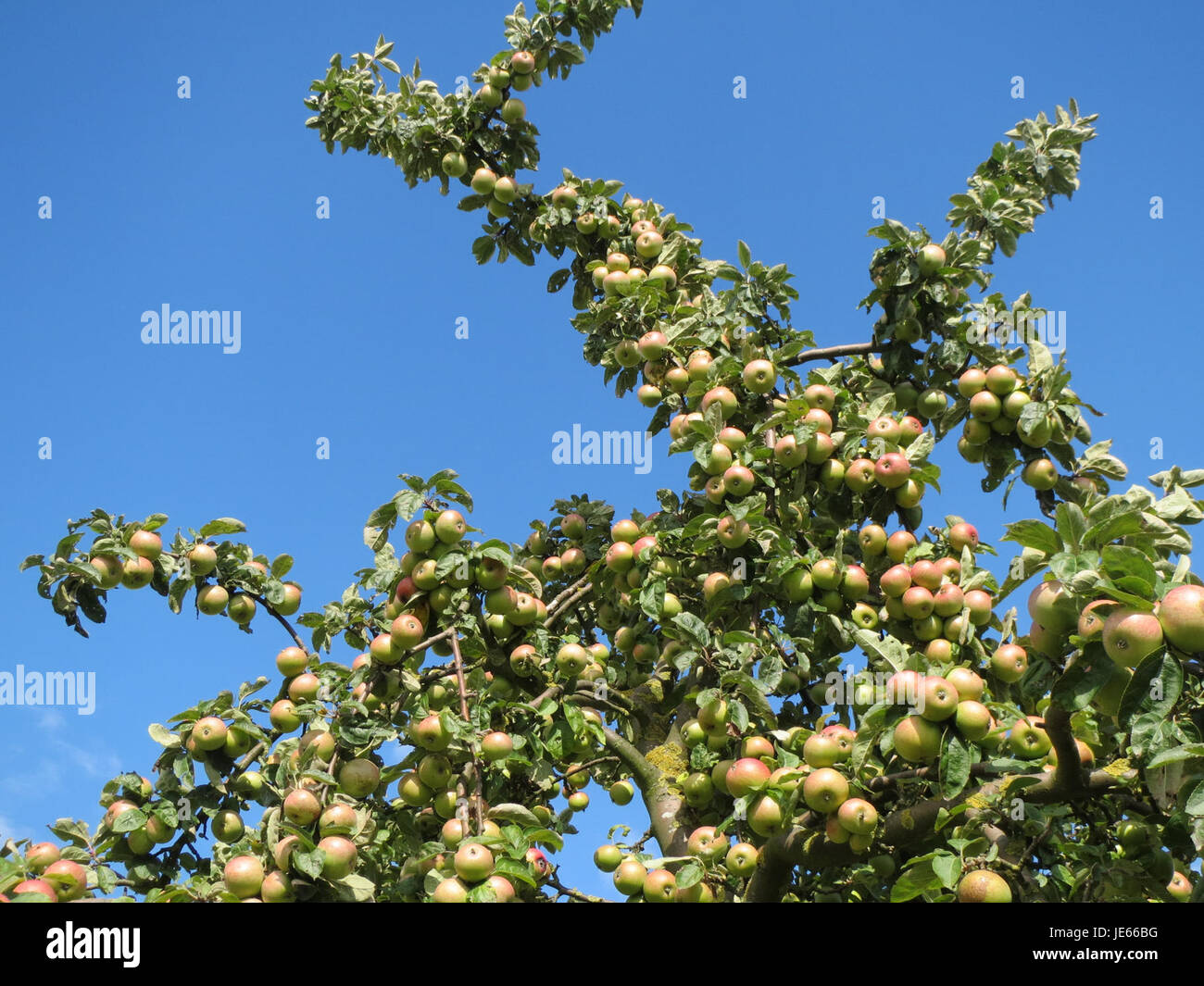Apple fruit identification hi-res stock photography and images - Alamy