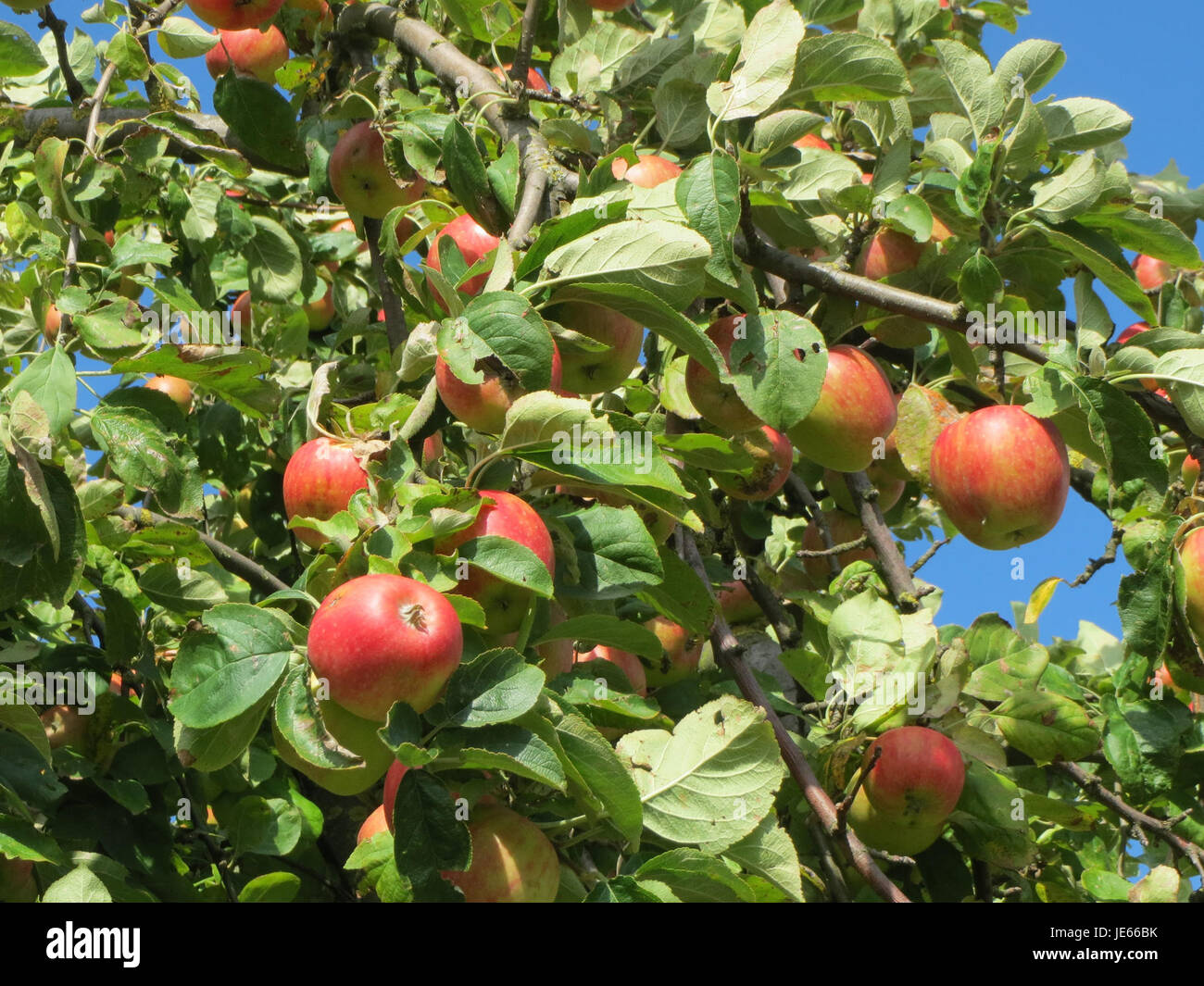 This image shows a Malus domestica, commonly known as the apple tree ...