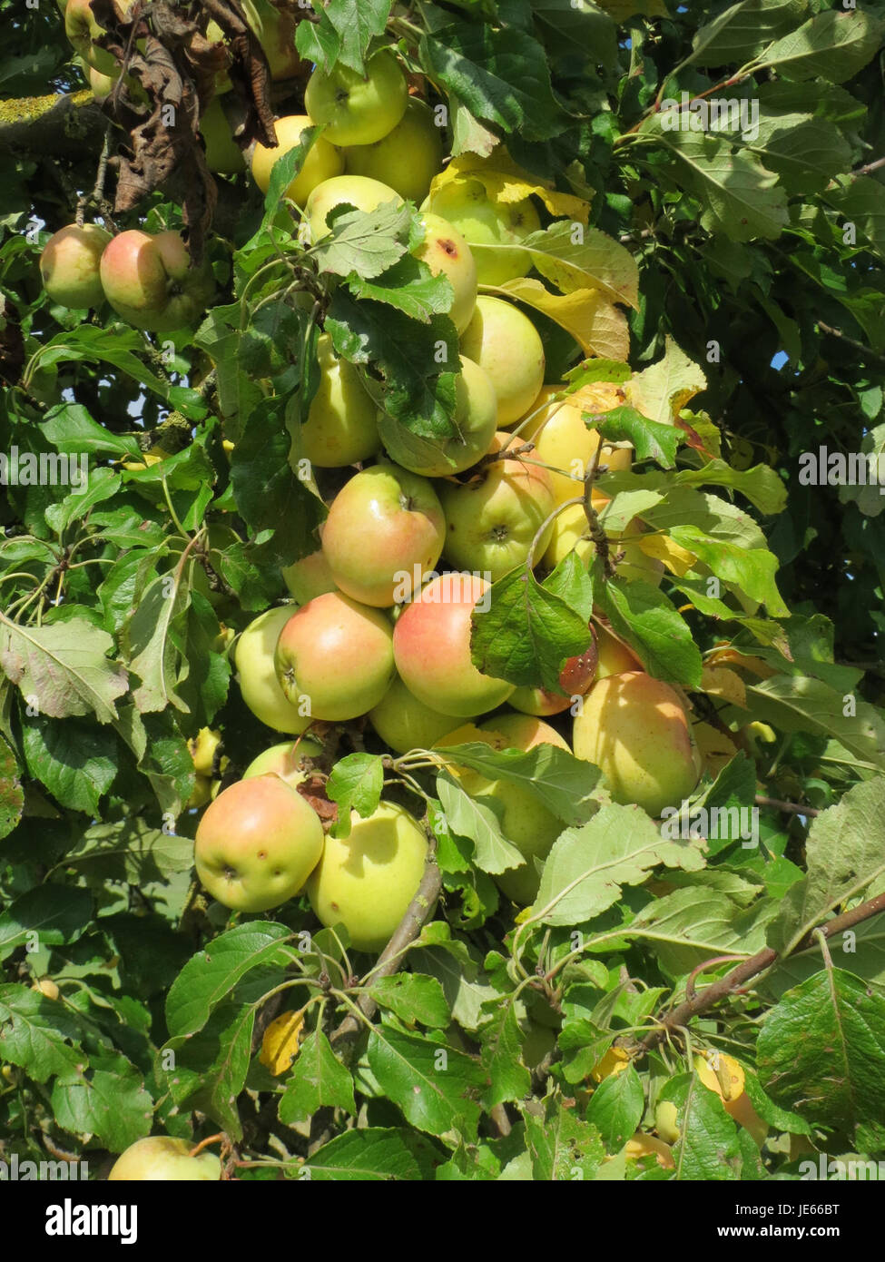 A photograph of Malus domestica, commonly known as the apple tree ...
