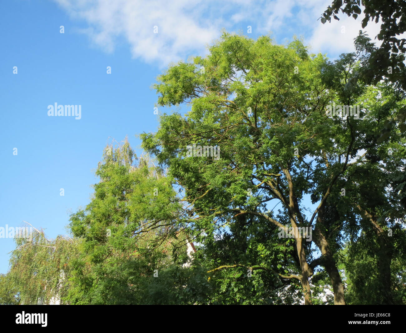 Styphnolobium japonicum, also known as the Japanese pagoda tree, is a ...