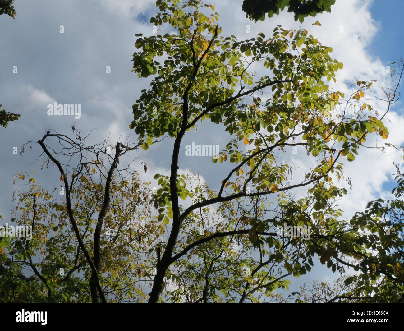 Cladrastis kentukea, or yellowwood, is a deciduous tree native to North ...