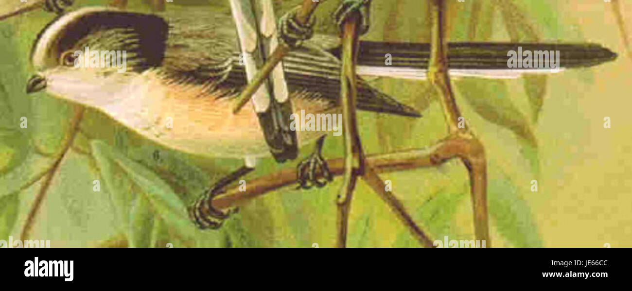 Aegithalos caudatus caudatus hi-res stock photography and images - Alamy