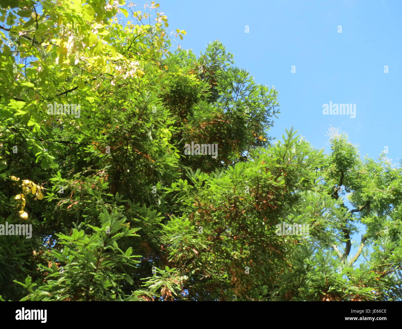 Metasequoia glyptostroboides, commonly known as dawn redwood, is a ...