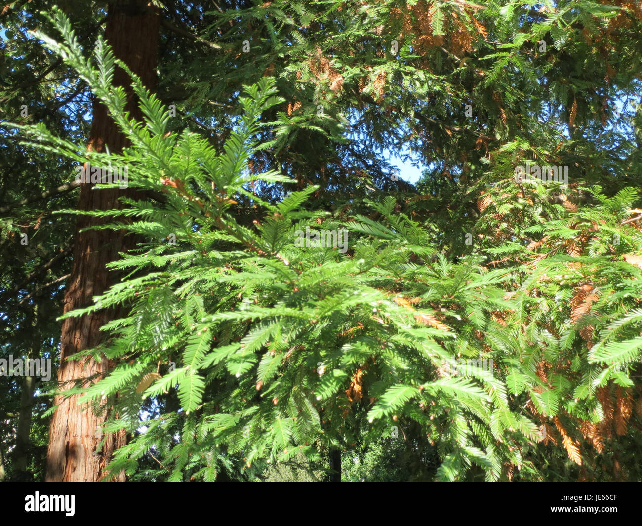 Metasequoia glyptostroboides, also known as the dawn redwood, is a ...