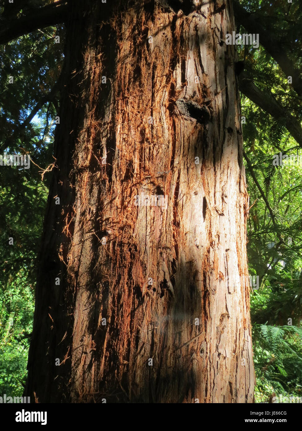 This image features a *Metasequoia glyptostroboides*, commonly known as ...