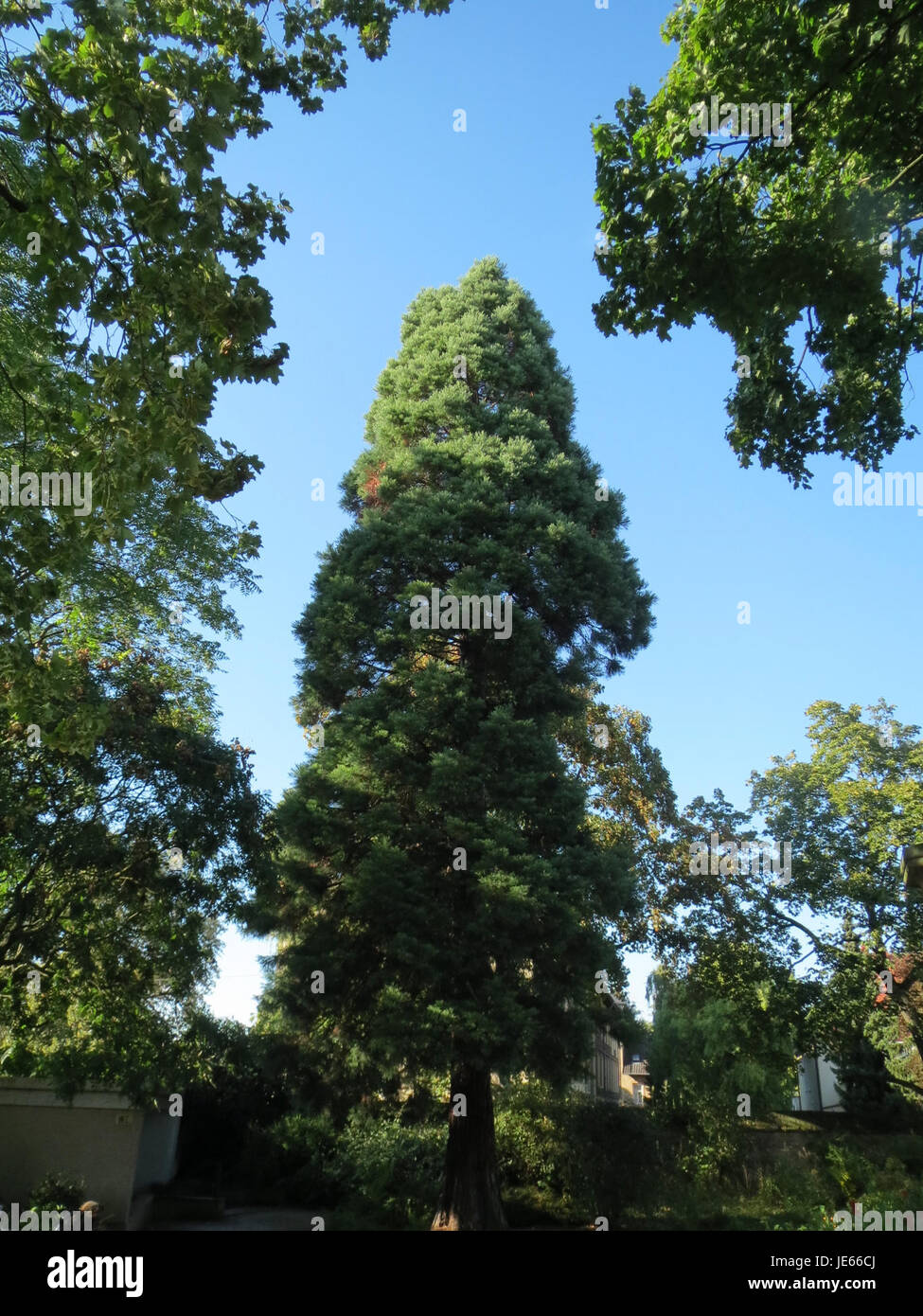 The Sequoiadendron giganteum, also known as the giant sequoia, is a ...