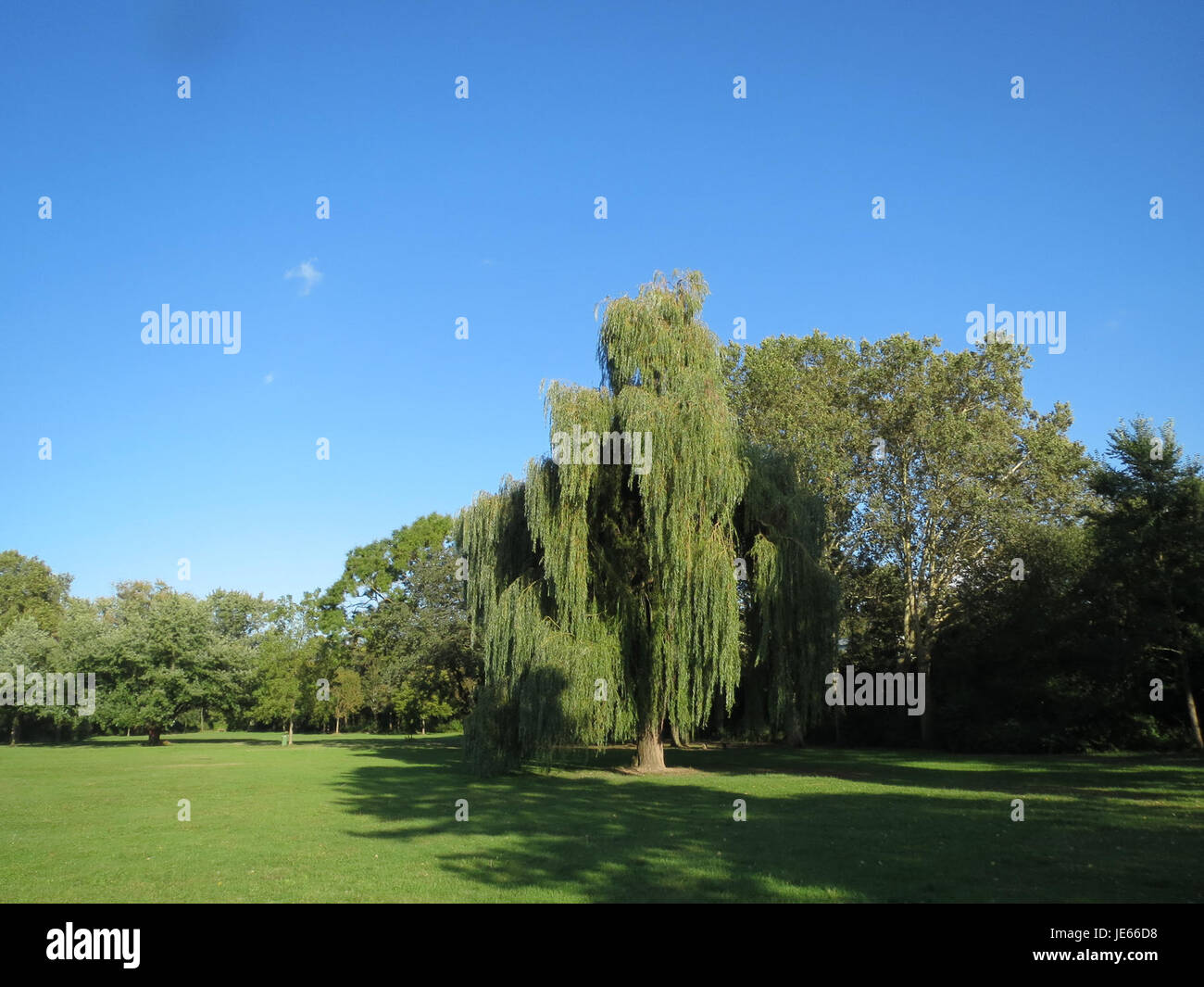 Drooping branches weeping willow hi-res stock photography and images ...