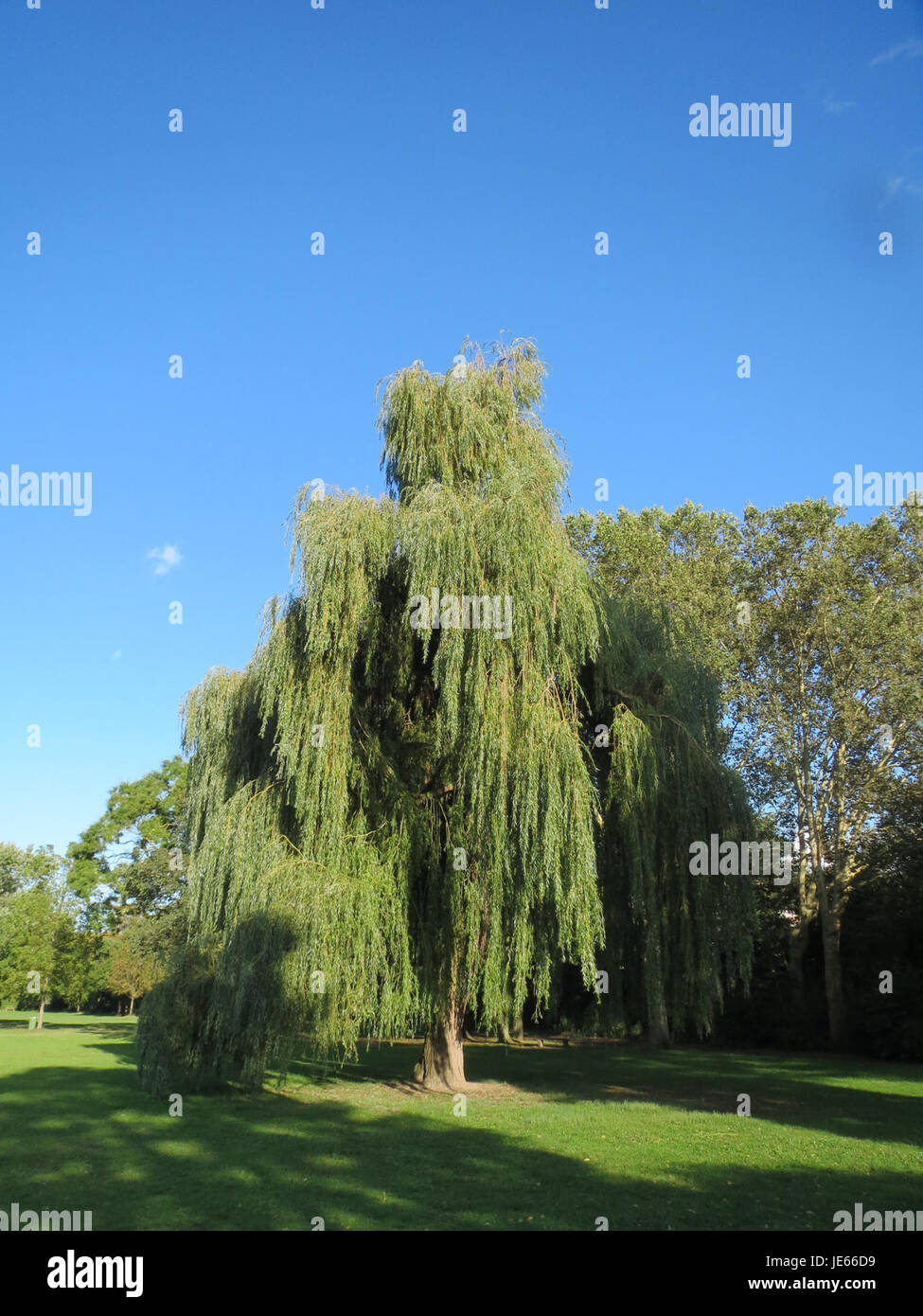 A photograph of a weeping willow (Salix babylonica) in Speyer, Germany ...