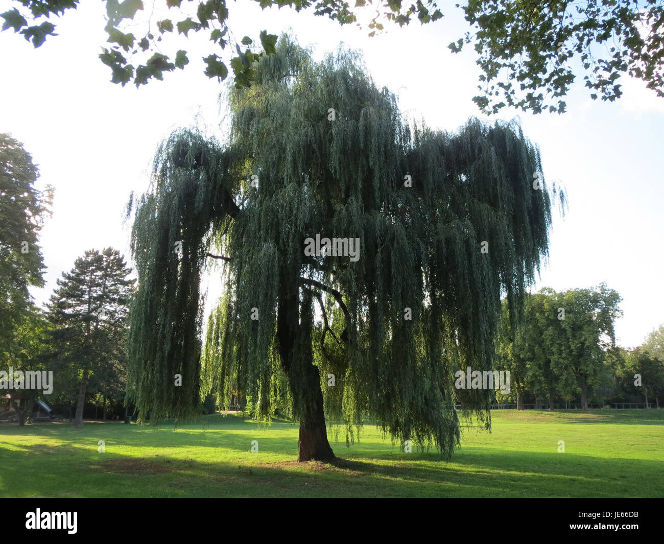 This photograph shows a weeping willow (Trauerweide) in Speyer, Germany ...