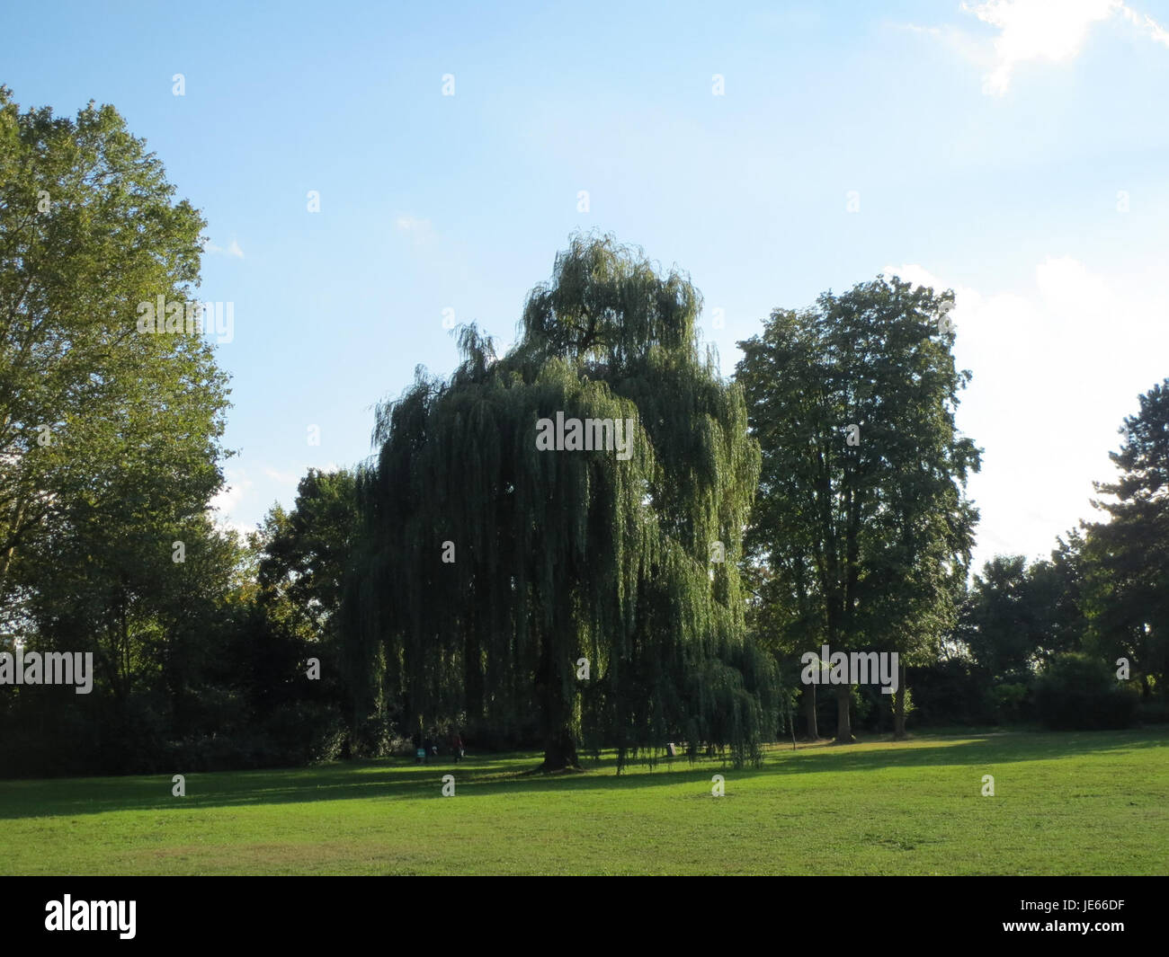 Weeping willow tree drooping hi-res stock photography and images - Alamy