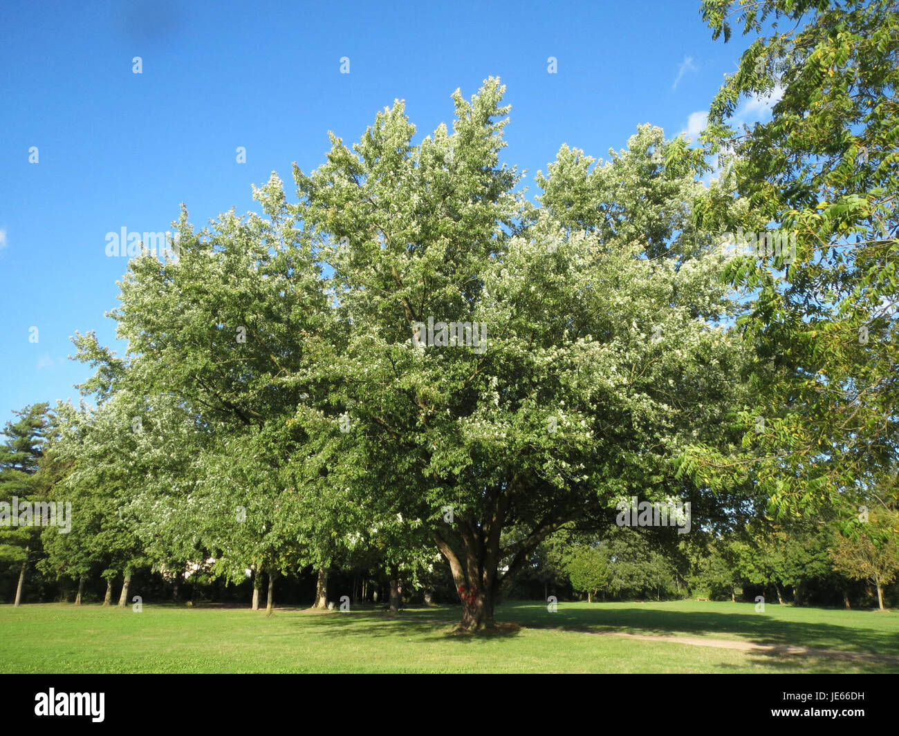 Large leaf showcases hi-res stock photography and images - Alamy