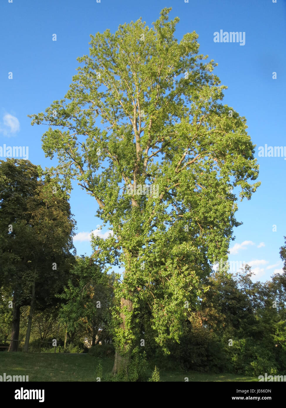 10 trees hi-res stock photography and images - Alamy