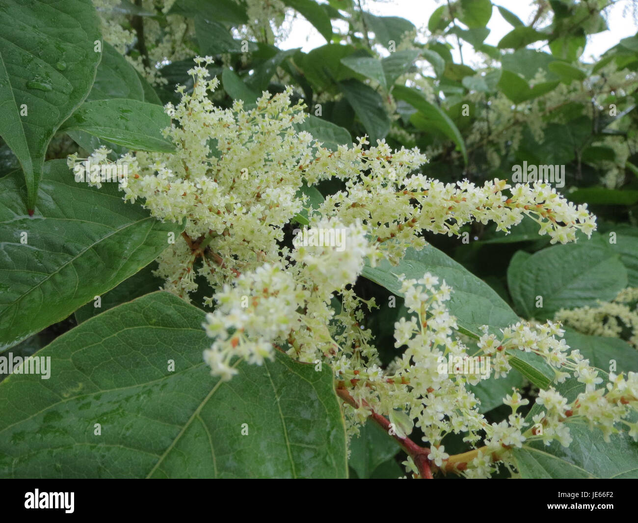 This image shows Fallopia japonica, commonly known as Japanese knotweed ...
