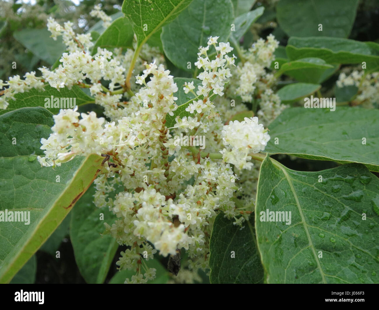 This image shows Fallopia japonica, commonly known as Japanese knotweed ...