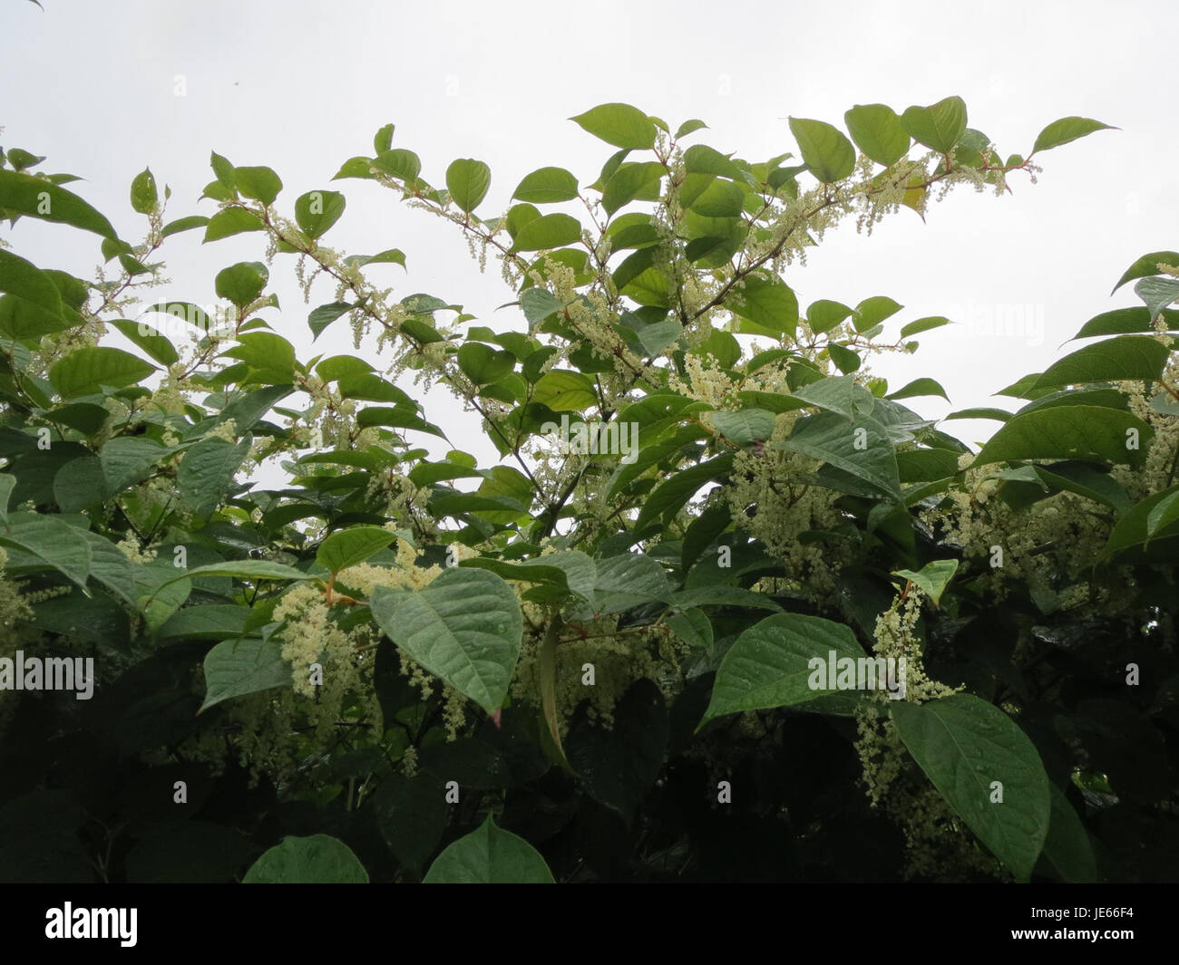 Fallopia japonica, commonly known as Japanese knotweed, is an invasive ...