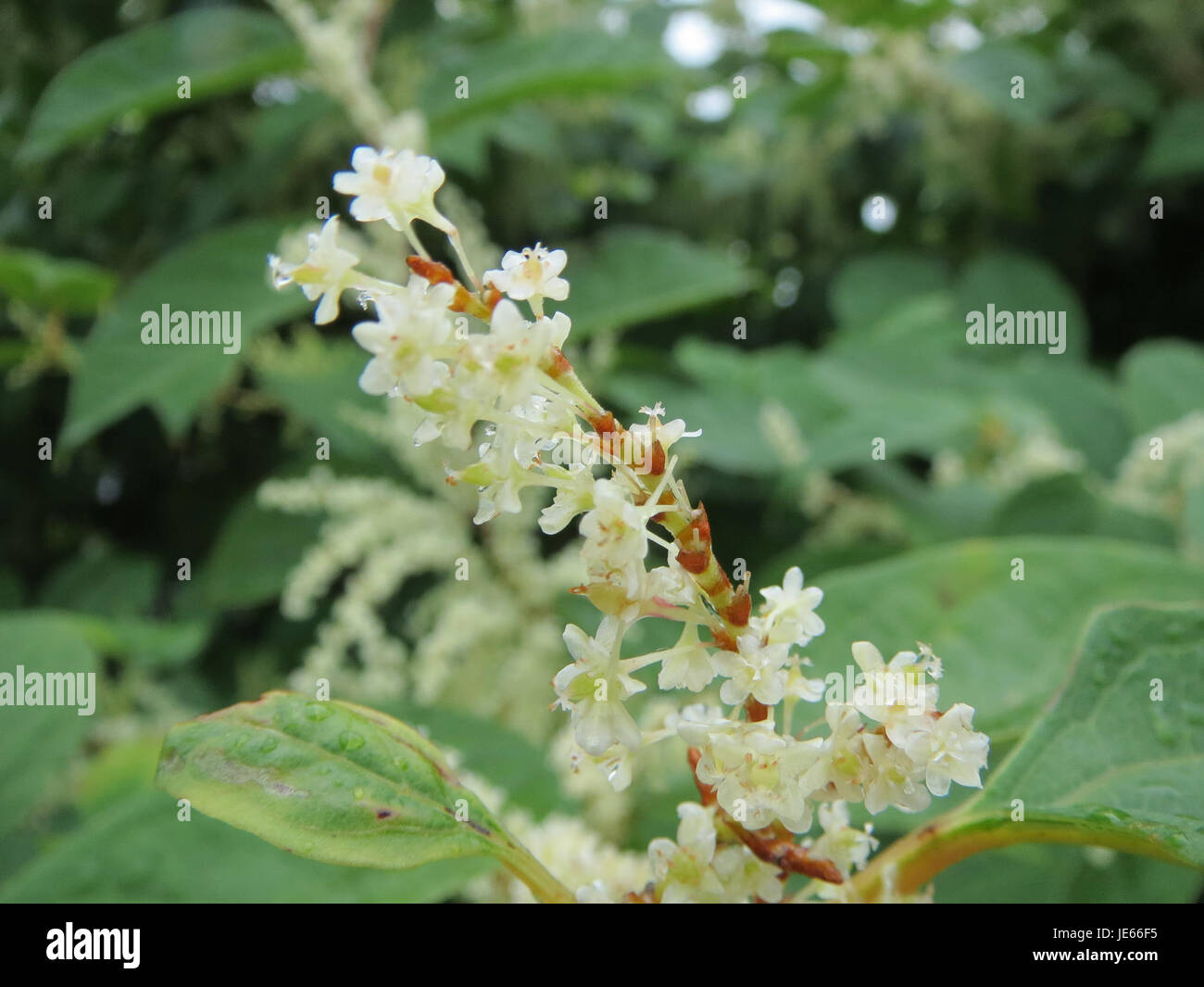 Fallopia japonica, commonly known as Japanese knotweed, is an invasive ...