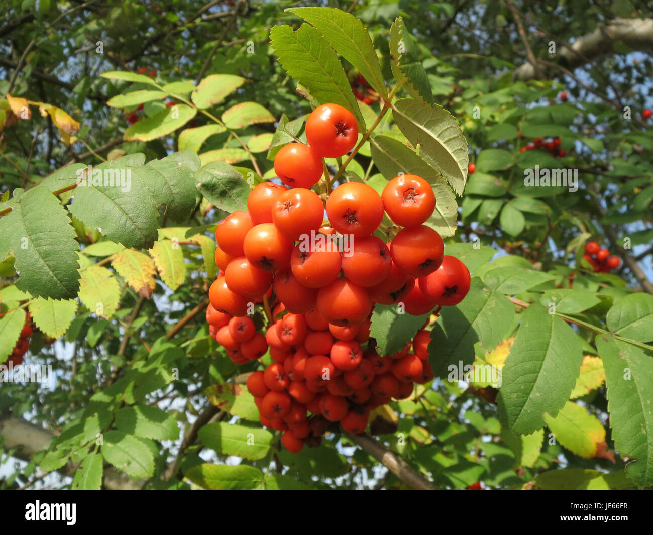 Sorbus aucuparia commonly known hi-res stock photography and images - Alamy