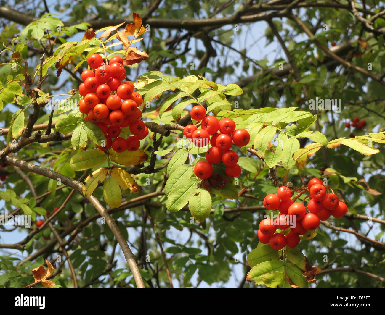 Sorbus aucuparia, commonly known as rowan or mountain ash, is a tree ...