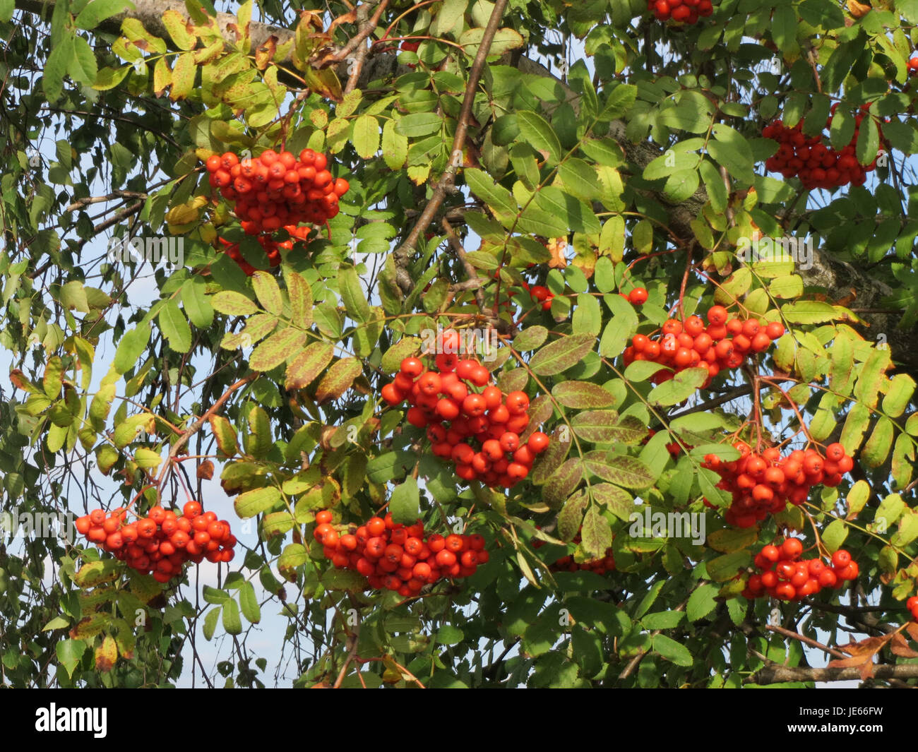 This image shows the Sorbus aucuparia, commonly known as the rowan or ...