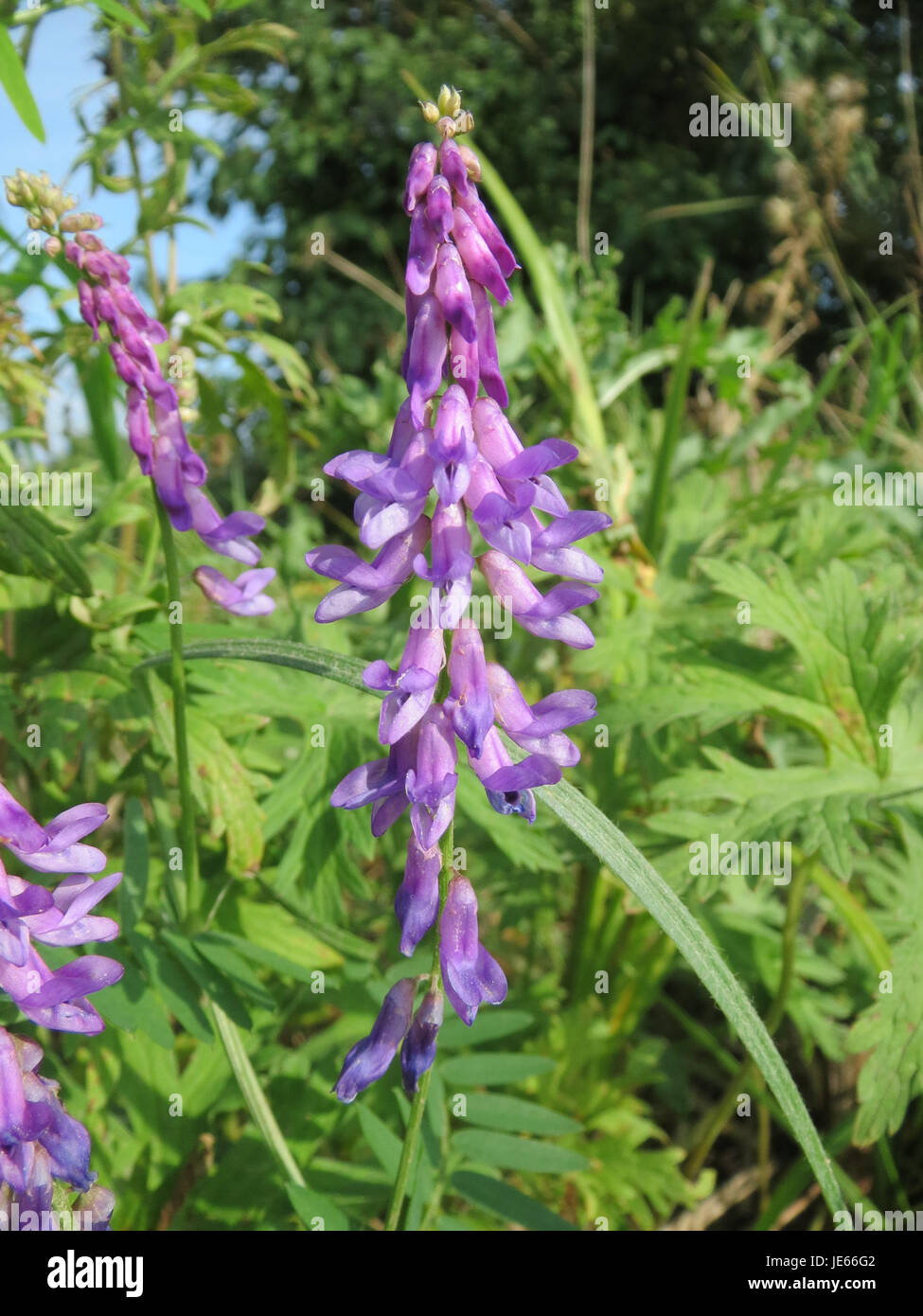 Distinctive tufted growth habit hi-res stock photography and images - Alamy