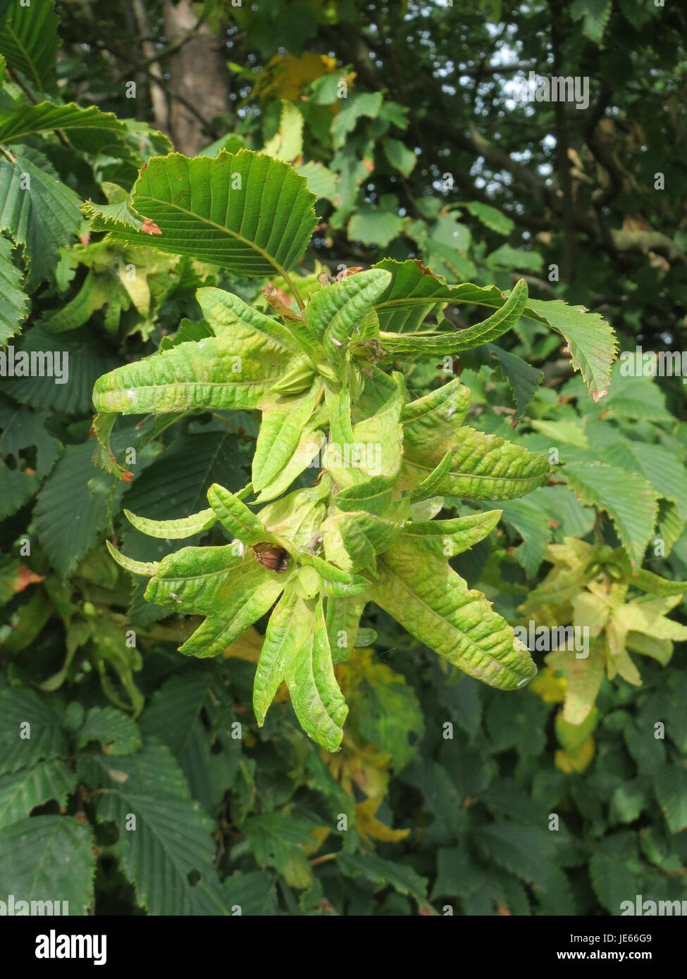 The image features Carpinus betulus, commonly known as European ...