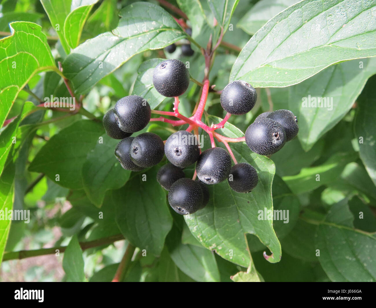 Cornus sanguinea, commonly known as the bloodtwig dogwood, is a ...