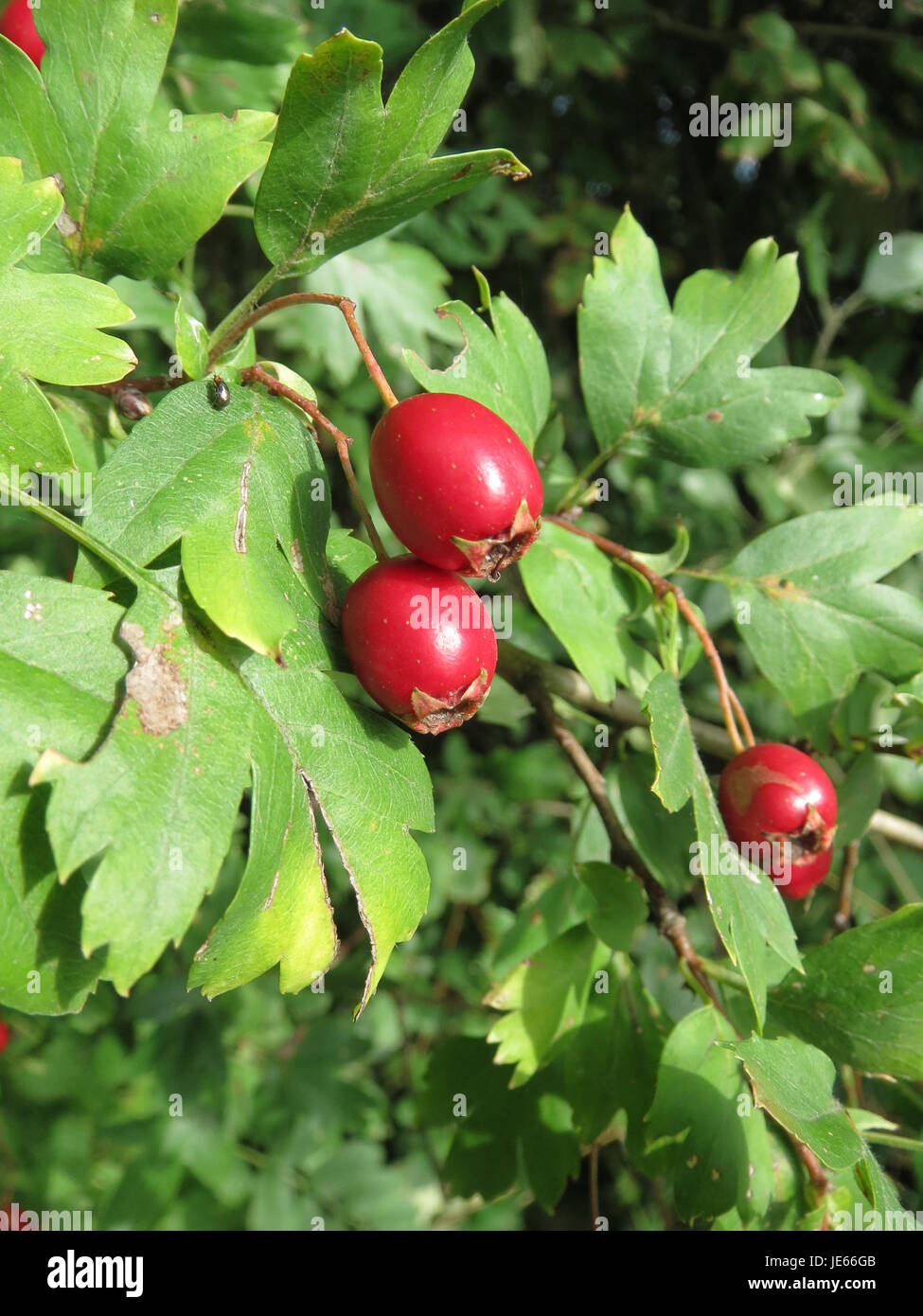 Photograph of Crataegus monogyna, also known as Hawthorn, taken on ...