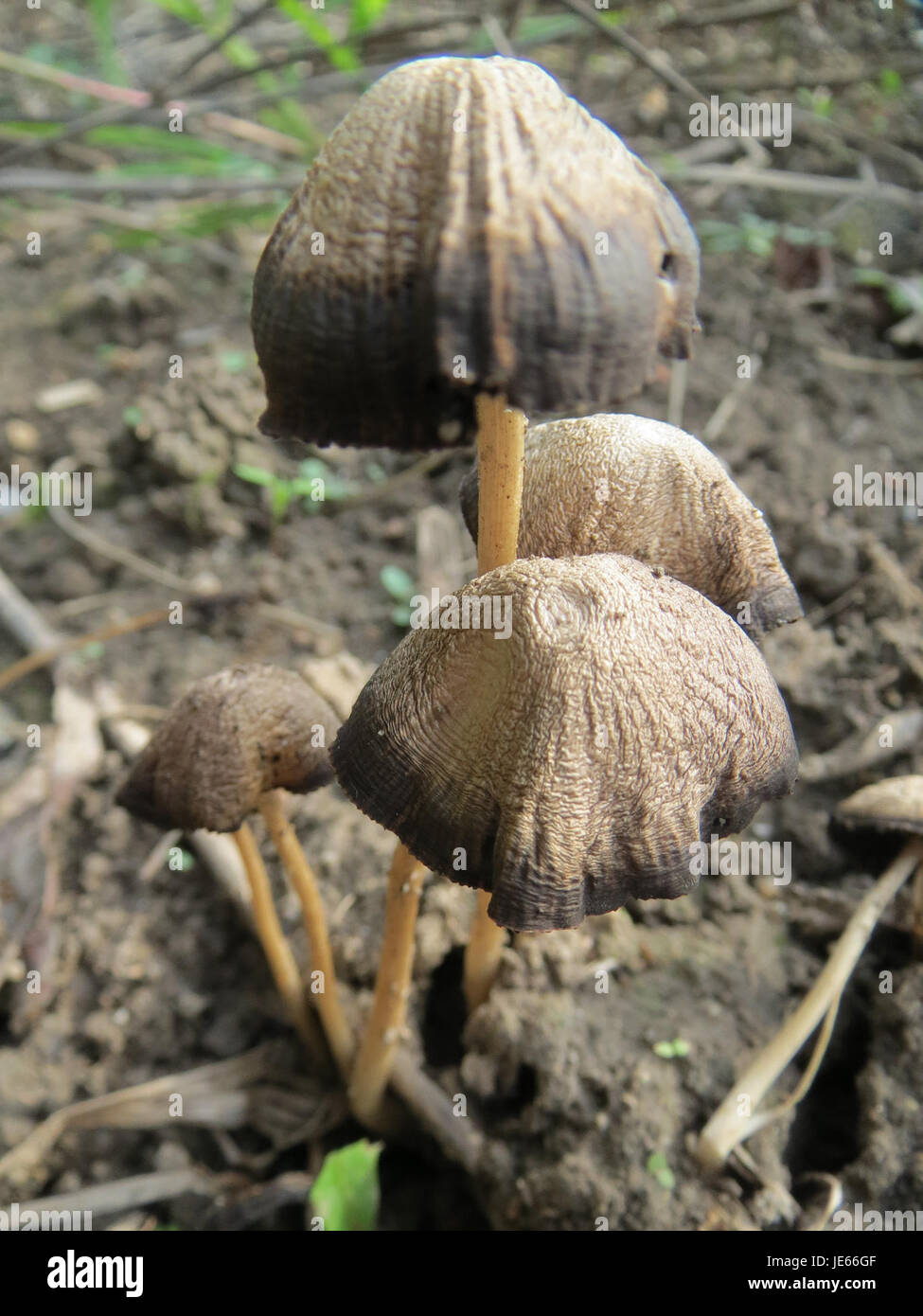 This photograph shows a fungal species, likely identified as Pilz ...