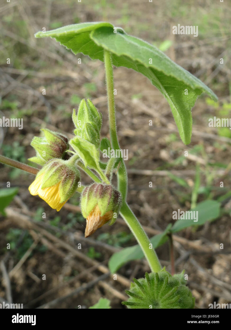Abutilon theophrasti hi-res stock photography and images - Alamy