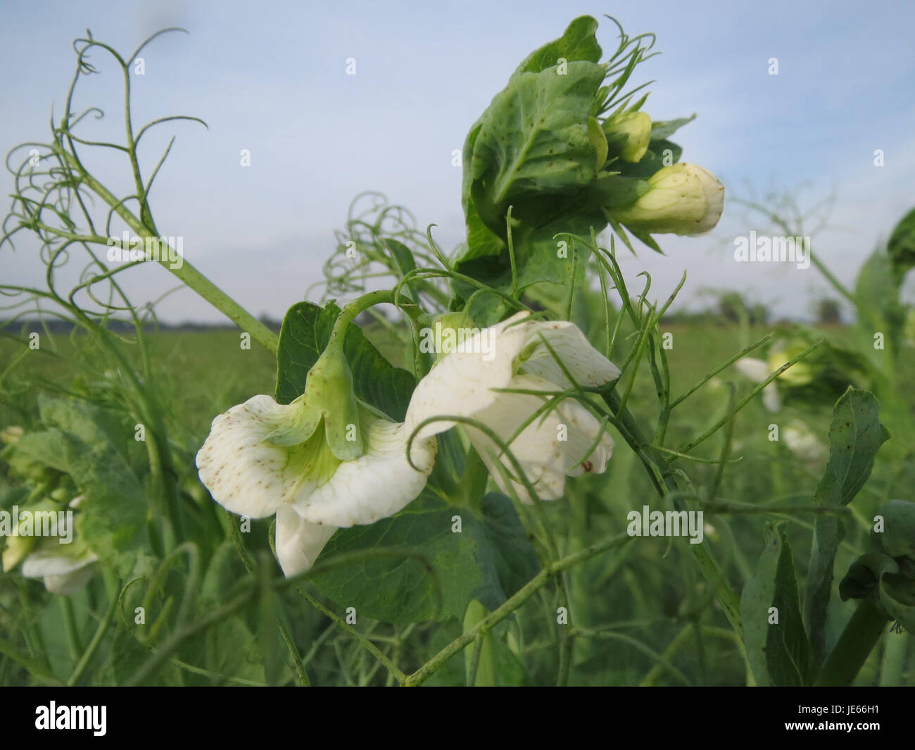 A photograph from September 21, 2013, showing an Erbsenfeld (pea field ...