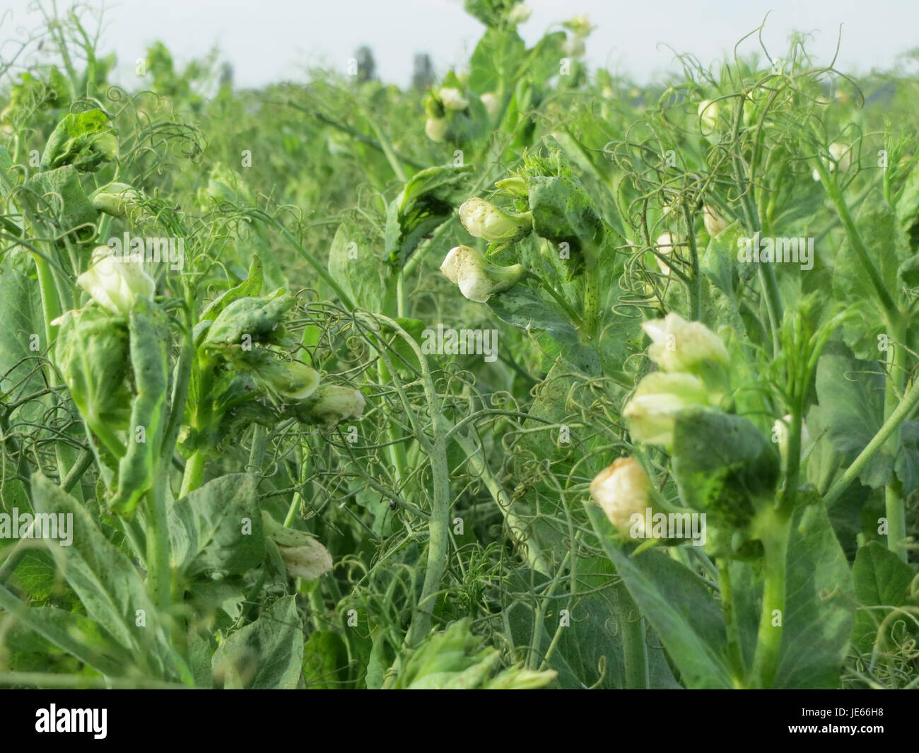 The image shows a field of peas in a rural setting, with rows of pea ...