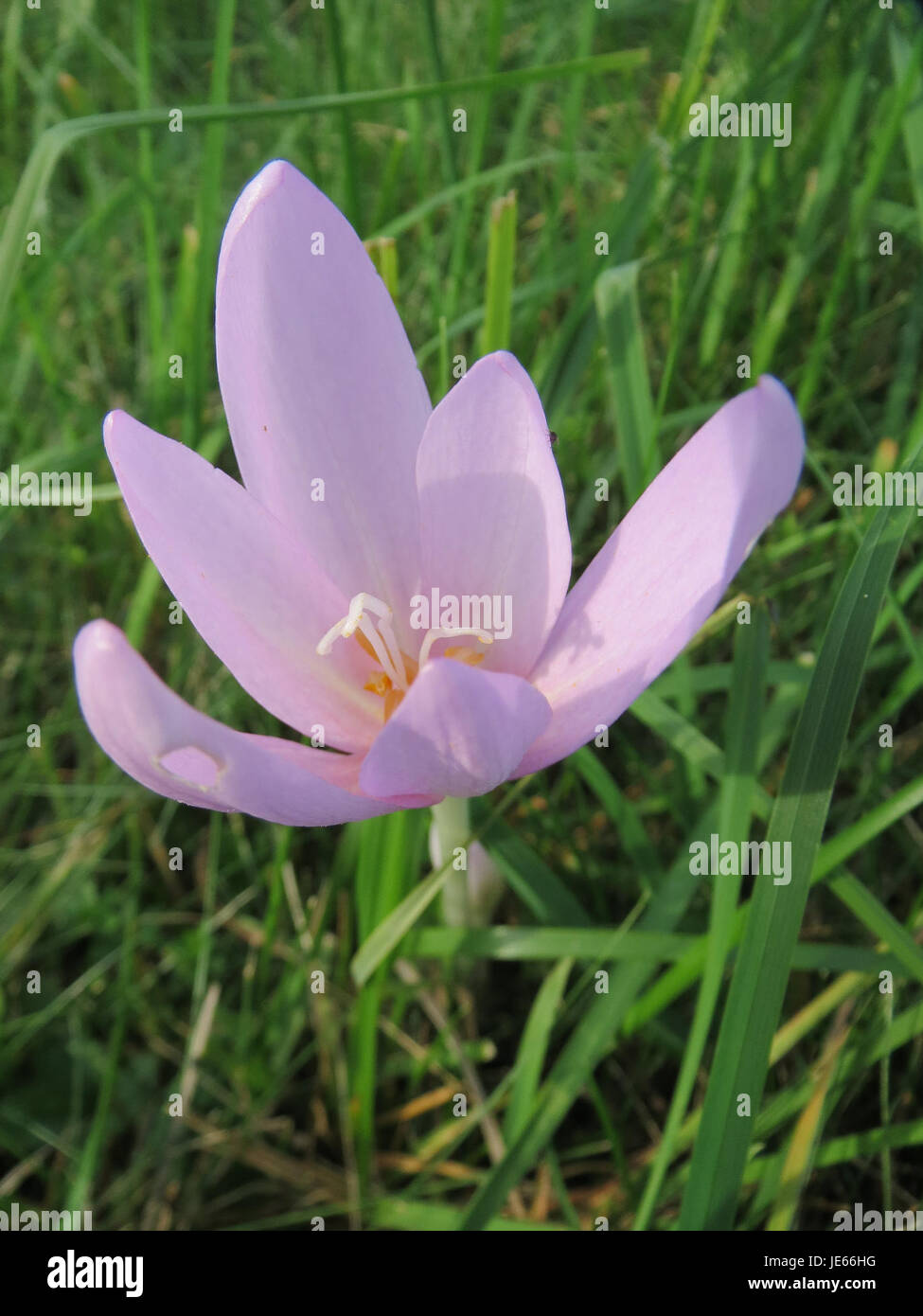 This photograph features Colchicum autumnale, also known as autumn ...
