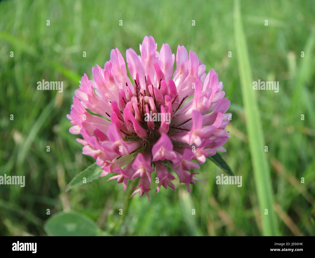 Trifolium pratense botanical hi-res stock photography and images - Alamy