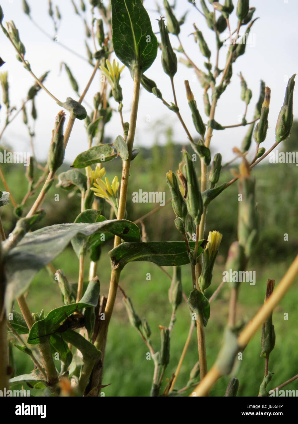 Lapsana communis, commonly known as the nipplewort, is a herbaceous ...