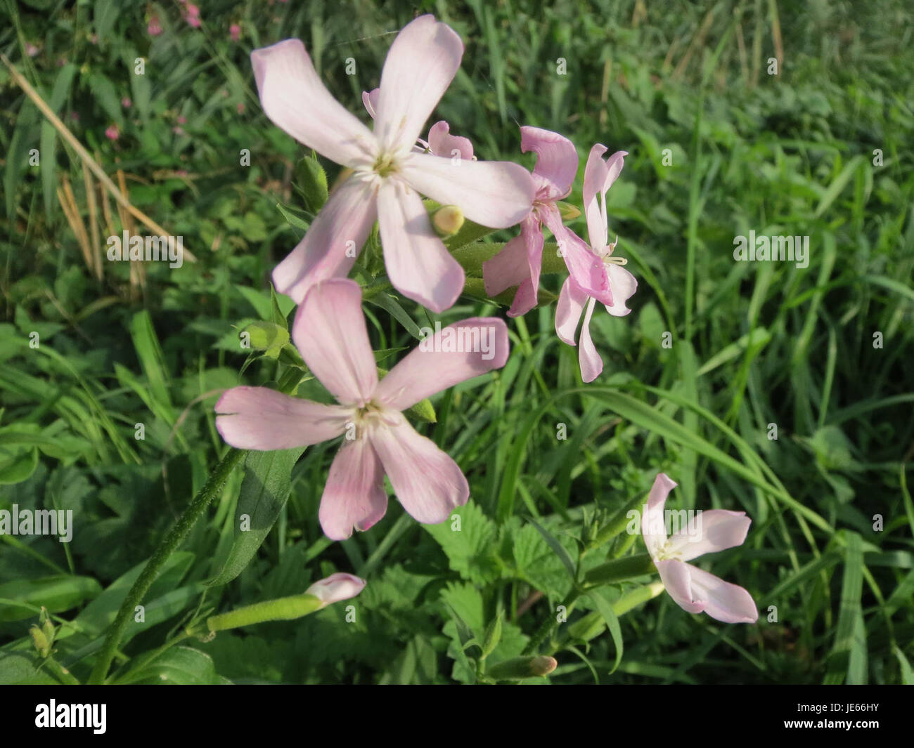 Saponaria officinalis, or common soapwort, is a perennial plant native ...