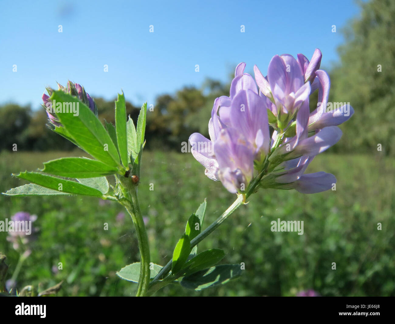 Medicago sativa, commonly known as alfalfa, is a perennial plant in the ...