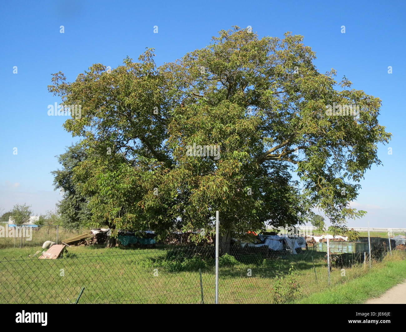 Walnut trees asia hi-res stock photography and images - Alamy