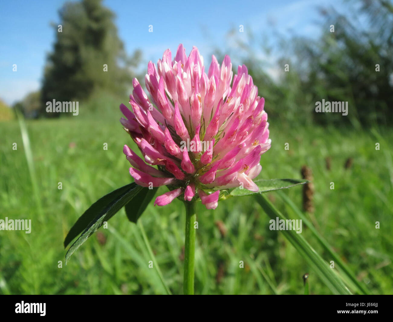 Trifolium pratense, commonly known as red clover, is a perennial plant ...