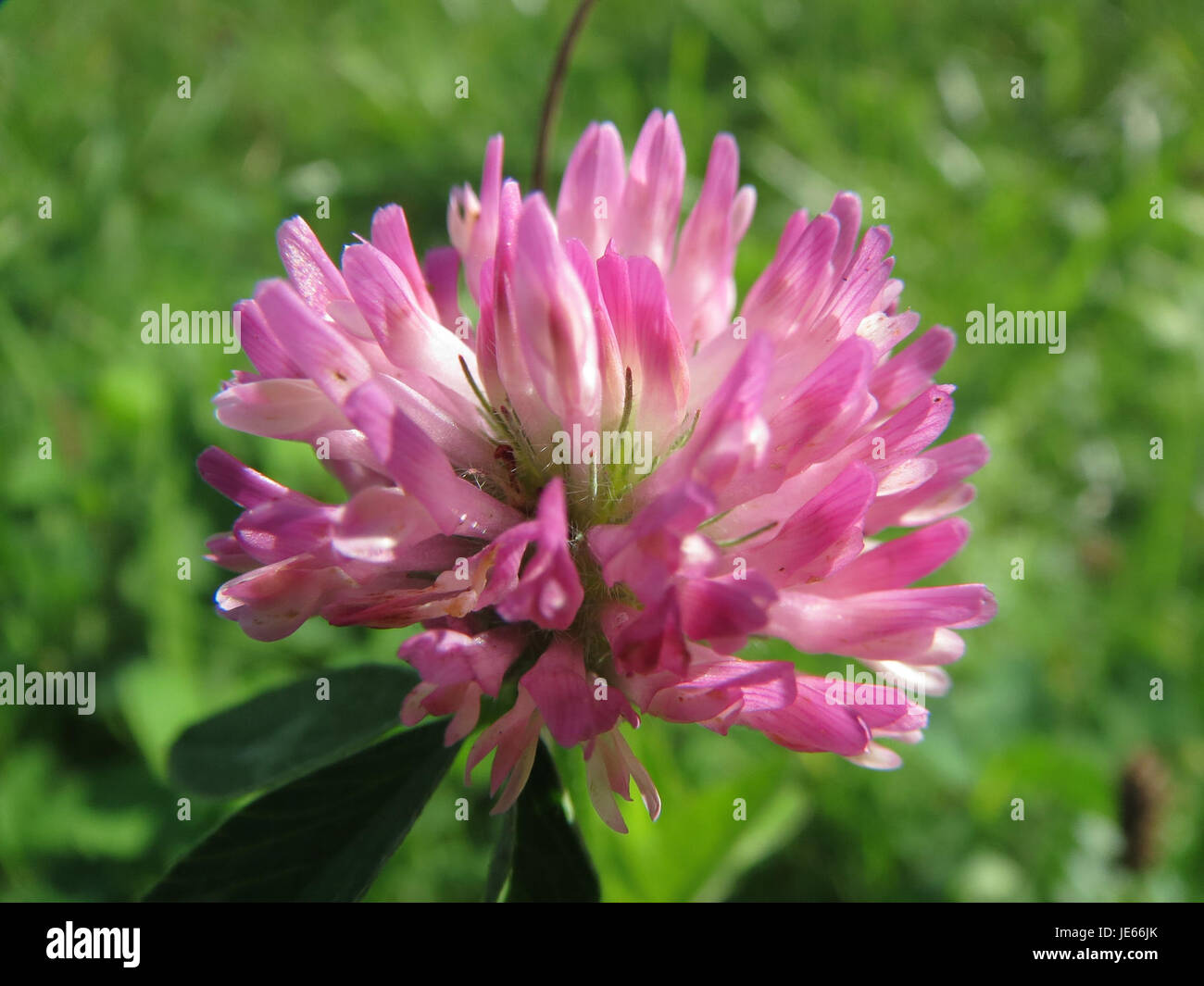 Trifolium pratense known red hi-res stock photography and images - Alamy