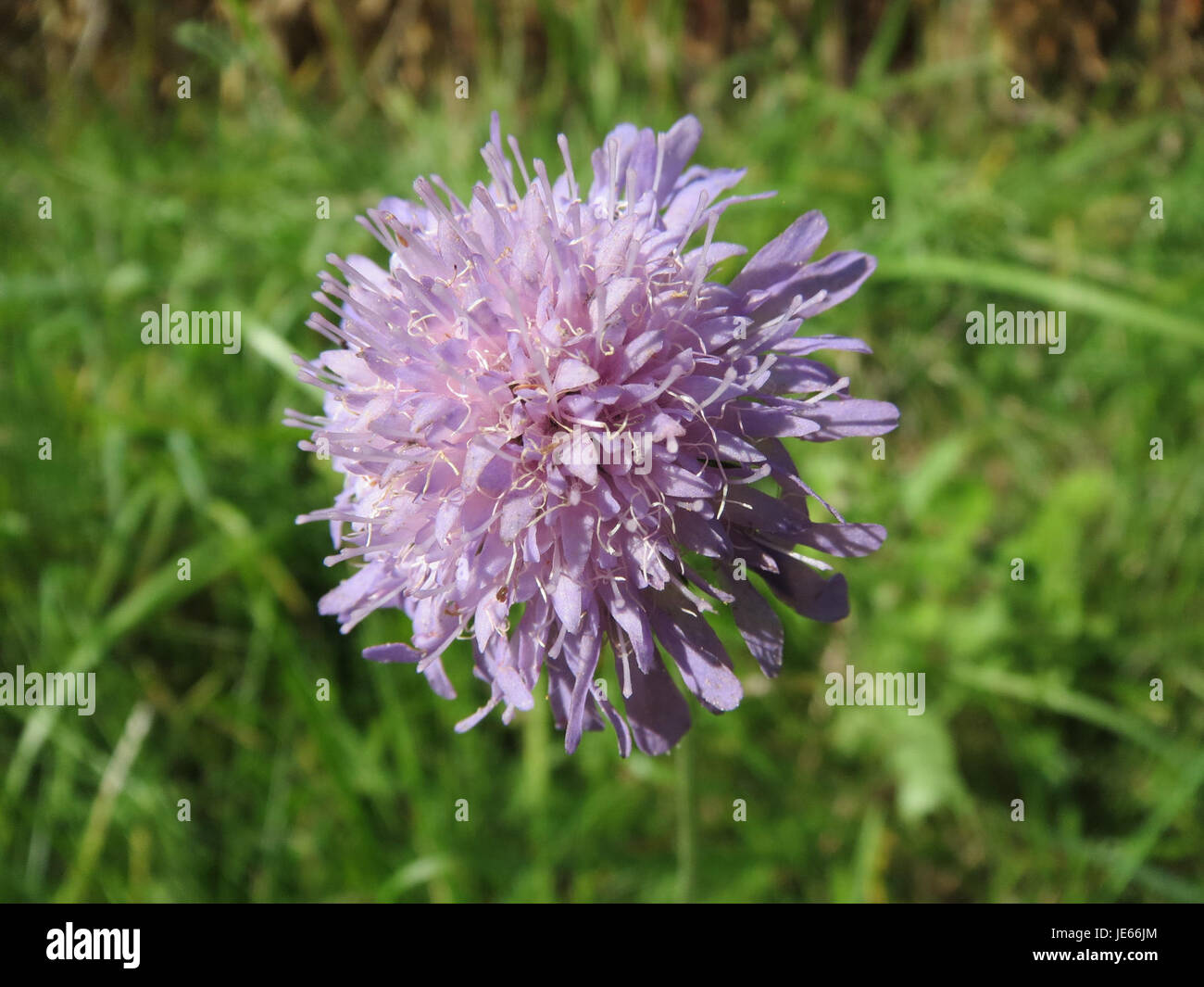 A reference to *Scabiosa columbaria*, also known as the small scabious ...